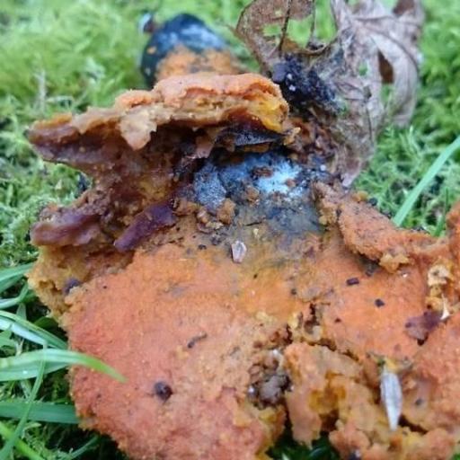 Orange Polypore Mould (Hypomyces Aurantius) Mushroom Identification ...