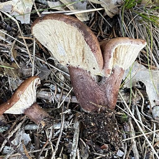 Ochre Gillgobbler (Hypomyces Lateritius) Mushroom Identification ...