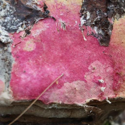 Pink Polypore Mould (Hypomyces Rosellus) Mushroom Identification ...