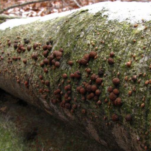 Beech Woodwart (Hypoxylon Fragiforme) Mushroom Identification, Habitat ...