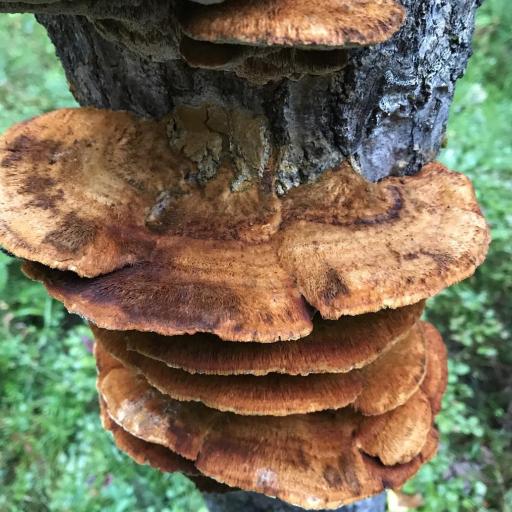 Inocutis Rheades Mushroom Identification, Habitat & Uses