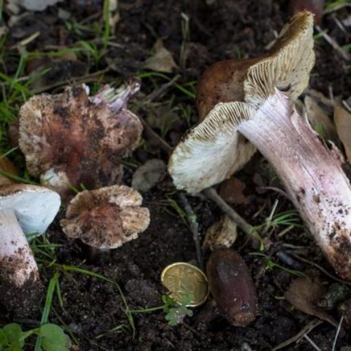 Inosperma Adaequatum Mushroom Identification, Habitat & Uses