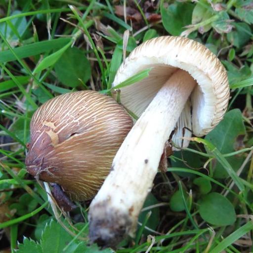 Frosty Fibrecap (Inosperma Maculatum) Mushroom Identification, Habitat ...