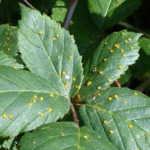 Poor Man's Slippery Jack (Suillus Fuscotomentosus) Mushroom ...
