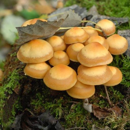 Sheathed Woodtuft (Kuehneromyces Mutabilis) Mushroom Identification ...