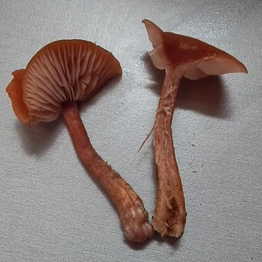 Laccaria Trichodermophora Mushroom Identification, Habitat & Uses