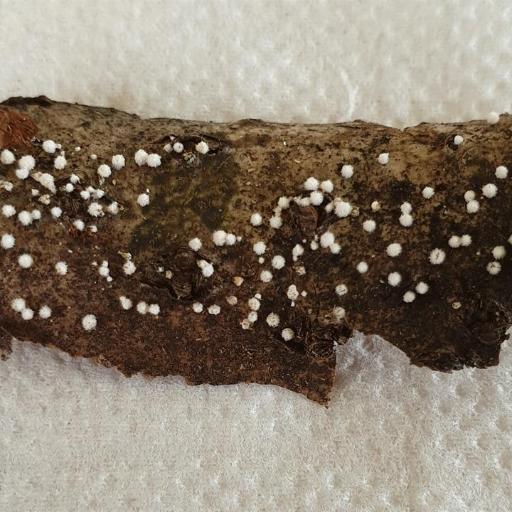 Lachnum Bicolor Mushroom Identification, Habitat & Uses