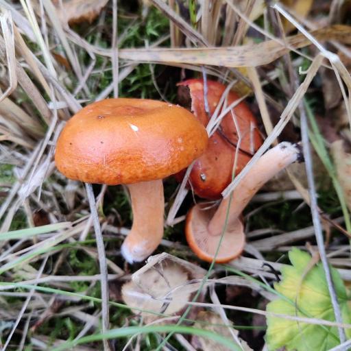 Orange Milkcap (Lactarius Aurantiacus) Mushroom Identification, Habitat ...