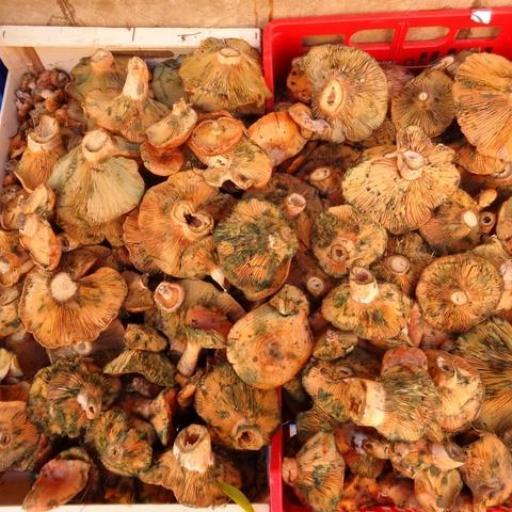 Saffron Milkcap (Lactarius Deliciosus) Mushroom Identification, Habitat ...