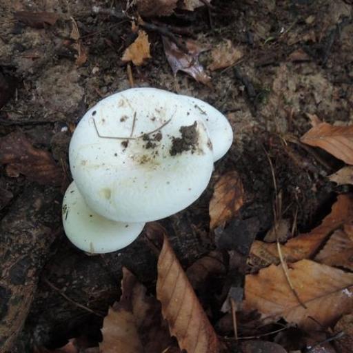 Peppery Milkcap (Lactarius Piperatus) Mushroom Identification, Habitat ...