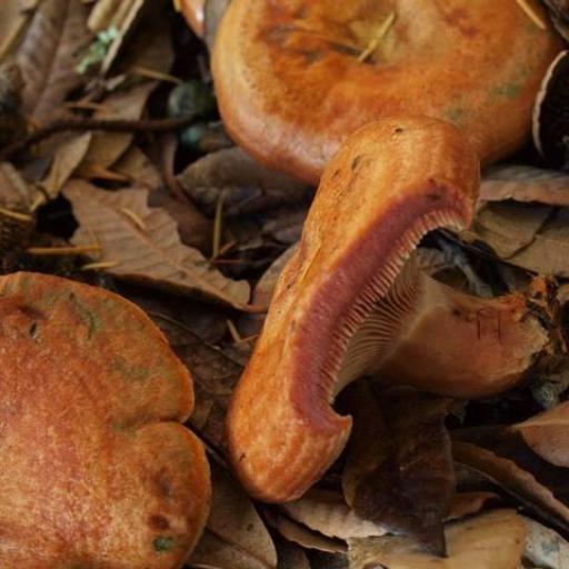 Yellow Morel (Morchella Esculenta) Mushroom Identification, Habitat & Uses