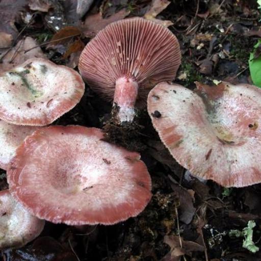 Lactarius Subpurpureus Mushroom Identification, Habitat & Uses