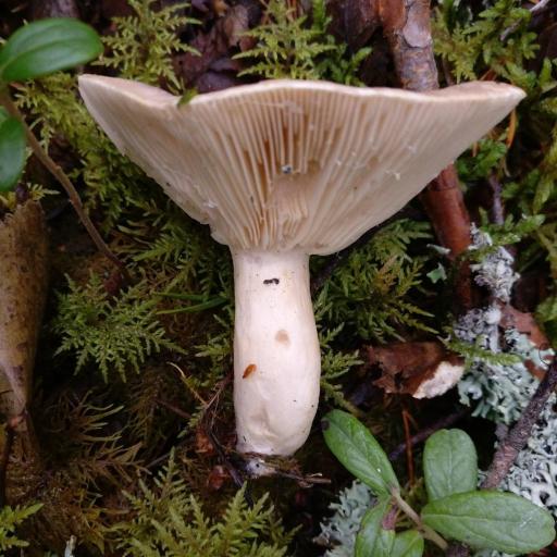 Tacked Milkcap (Lactarius Trivialis) Mushroom Identification, Habitat ...