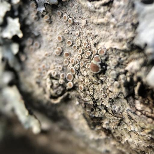 Bumpy Rim-lichen (Lecanora Hybocarpa) Mushroom Identification, Habitat ...
