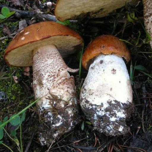 Aspen Bolete (Leccinum Insigne) Mushroom Identification, Habitat & Uses