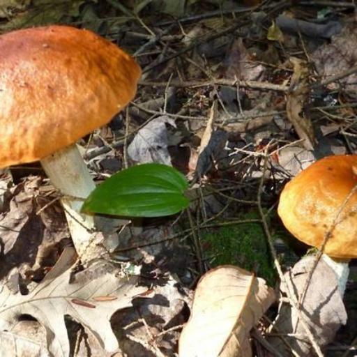 Leccinum Longicurvipes Mushroom Identification, Habitat & Uses