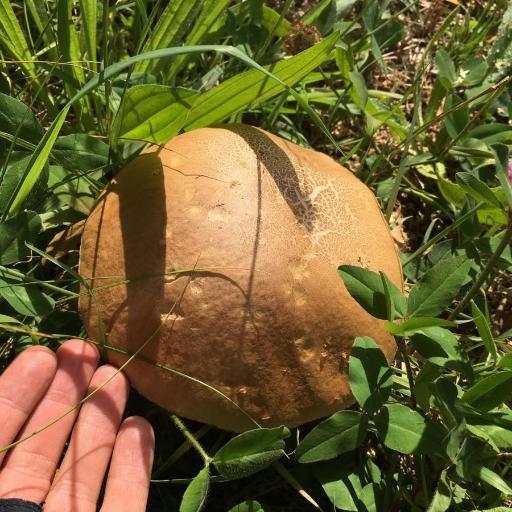 Brown Birch-bolete (Leccinum Scabrum) Mushroom Identification, Habitat ...