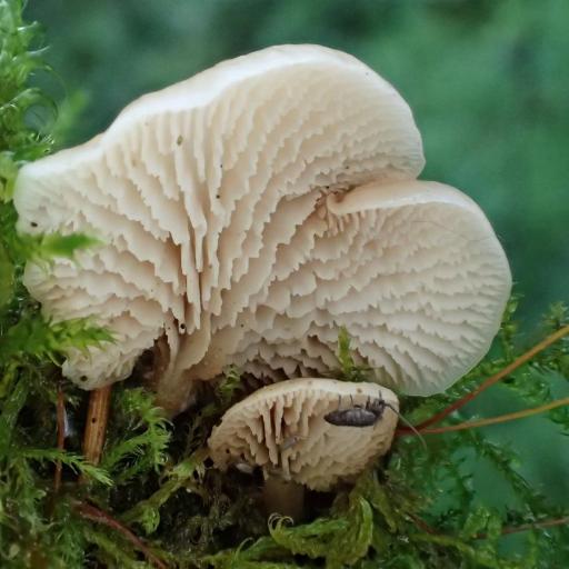Lentinellus Flabelliformis Mushroom Identification, Habitat & Uses