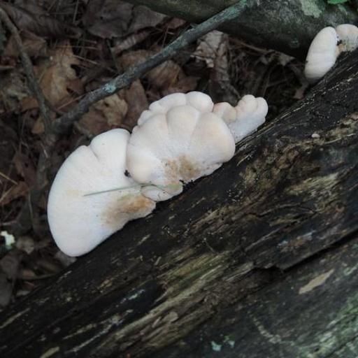 Bear Lentinus (Lentinellus Ursinus) Mushroom Identification, Habitat & Uses