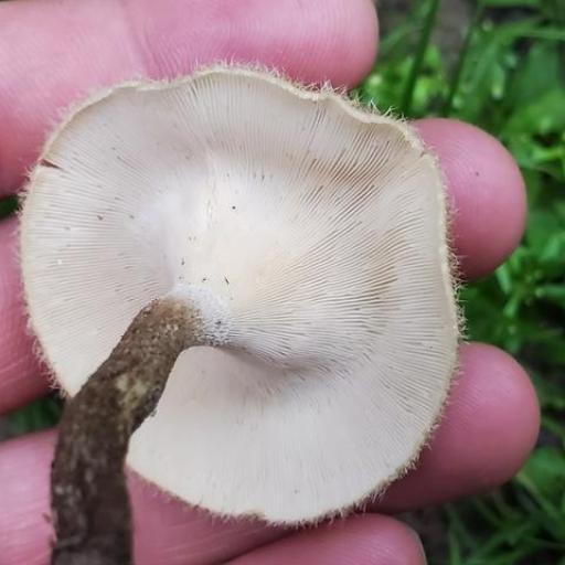 Fringed Sawgill (Lentinus Crinitus) Mushroom Identification, Habitat & Uses