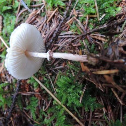 Cat Dapperling (Lepiota Felina) Mushroom Identification, Habitat & Uses