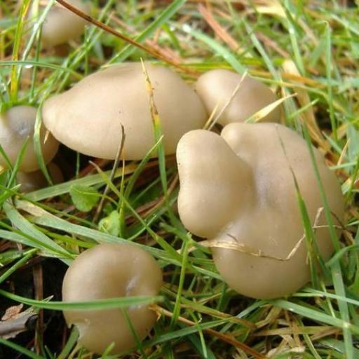 Lepista Tarda Mushroom Identification, Habitat & Uses