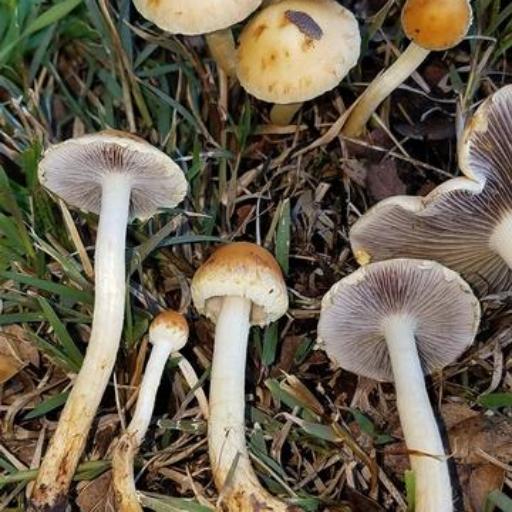 Leratiomyces Riparius Mushroom Identification, Habitat & Uses