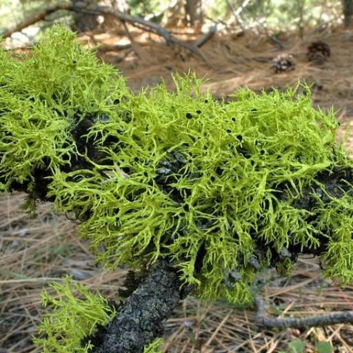 Brown-Eyed Wolf Lichen (Letharia Columbiana) Mushroom Identification ...
