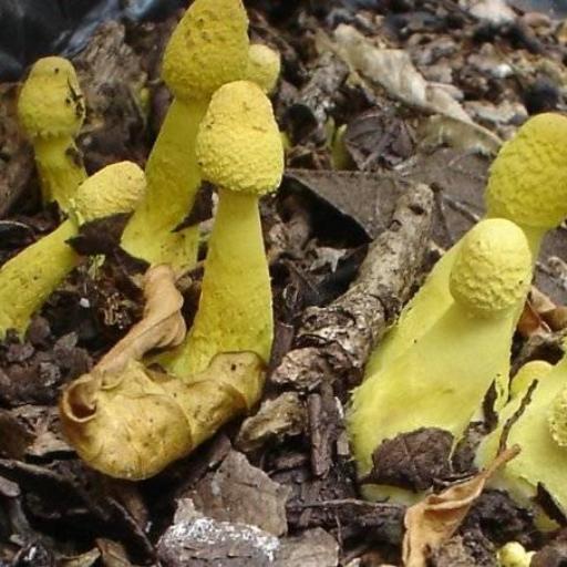 Flowerpot Parasol (Leucocoprinus Birnbaumii) Mushroom Identification ...