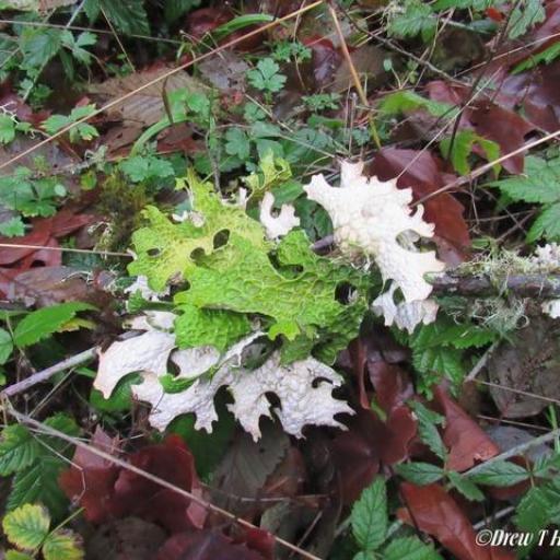 Tree Lungwort (Lobaria Pulmonaria) Mushroom Identification, Habitat & Uses