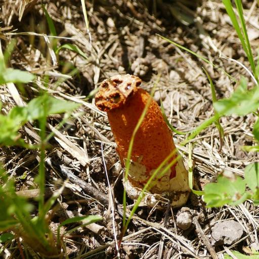 Lysurus Periphragmoides Mushroom Identification, Habitat & Uses