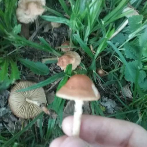 Fairy Ring Marasmius (Marasmius Oreades) Mushroom Identification ...