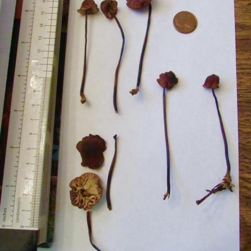 Red Pinwheel (Marasmius Plicatulus) Mushroom Identification, Habitat & Uses