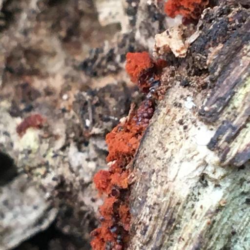 Wasp's Nest Slime Mold (Metatrichia Vesparia) Mushroom Identification ...
