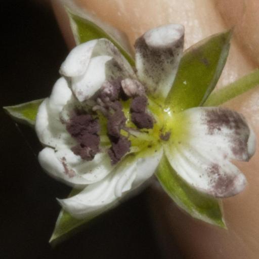 Chickweed Anther Smut (Microbotryum Stellariae) Mushroom Identification ...