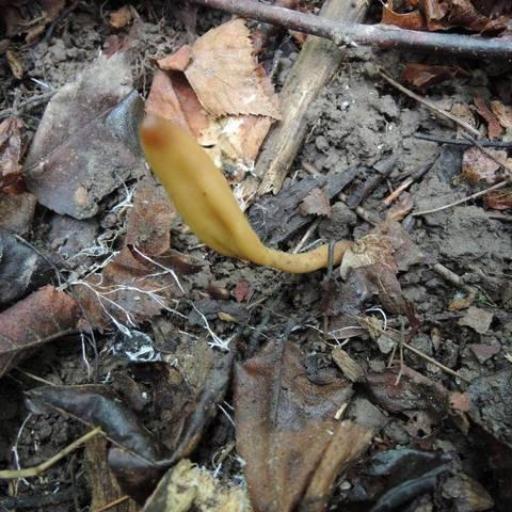 Olive Earthtongue (Microglossum Olivaceum) Mushroom Identification ...