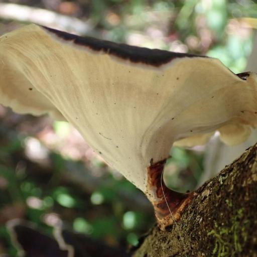 Yellow Stemmed Micropore (Microporus Xanthopus) Mushroom Identification ...