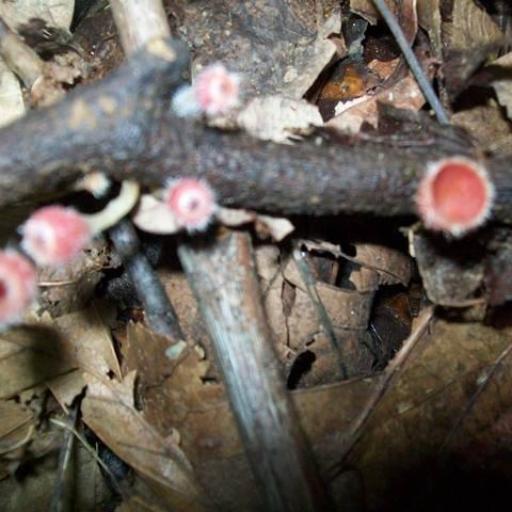 Pink Fringed Faery Cup (Microstoma Floccosum) Mushroom Identification ...