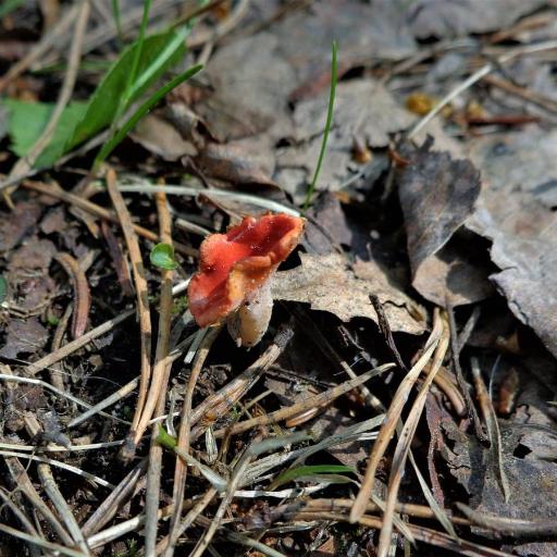 Rosy Goblet (Microstoma Protractum) Mushroom Identification, Habitat & Uses