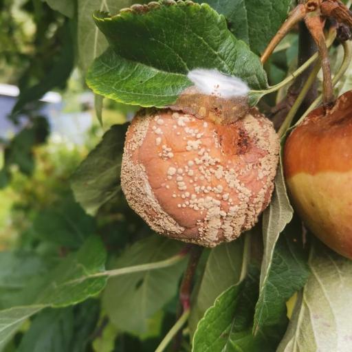 Monilinia Fructigena Mushroom Identification, Habitat & Uses