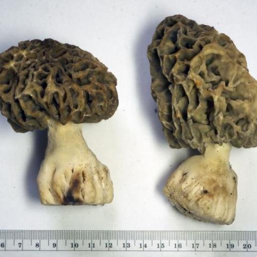 Yellow Morel (Morchella Esculenta) Mushroom Identification, Habitat & Uses