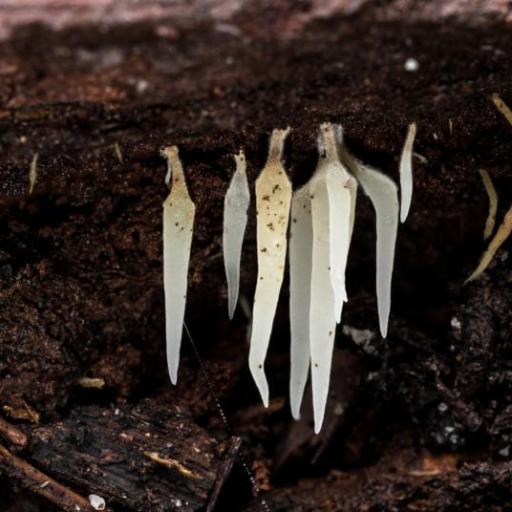 Icicle Spine (Mucronella Pendula) Mushroom Identification, Habitat & Uses