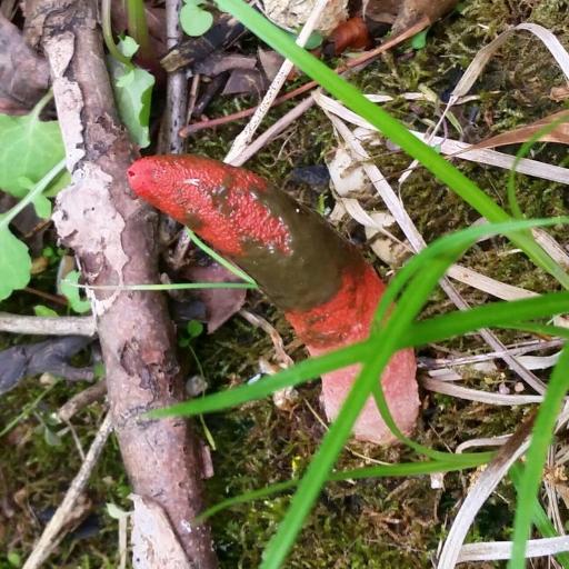 Devil's Dipstick (Mutinus Elegans) Mushroom Identification, Habitat & Uses
