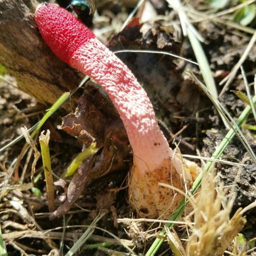 Red Stinkhorn (Mutinus Ravenelii) Mushroom Identification, Habitat & Uses