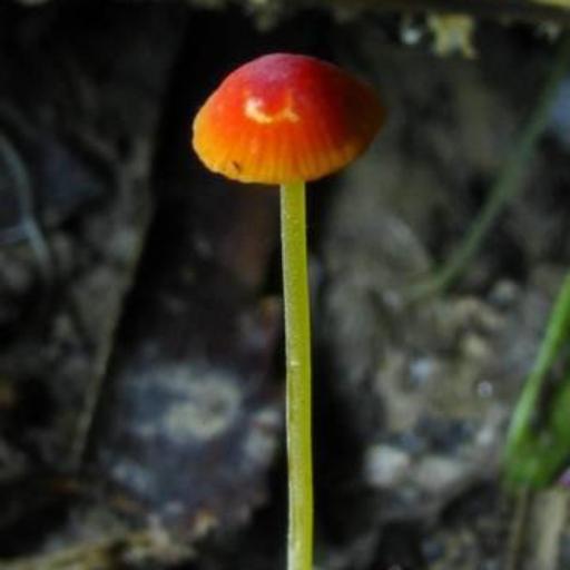 Orange Bonnet (Mycena Acicula) Mushroom Identification, Habitat & Uses