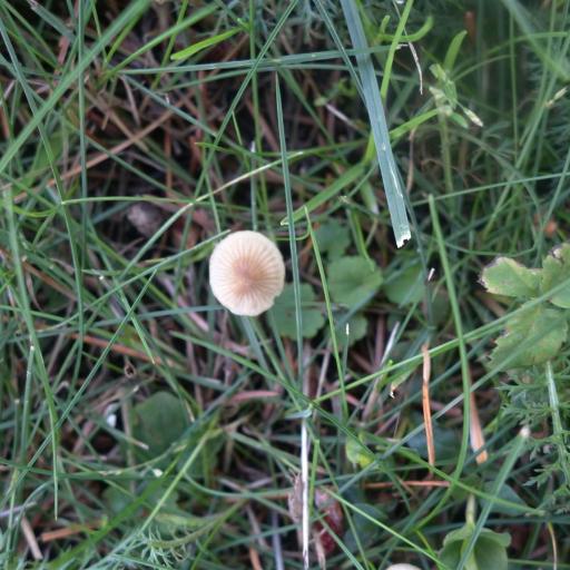 Drab Bonnet (Mycena Aetites) Mushroom Identification, Habitat & Uses