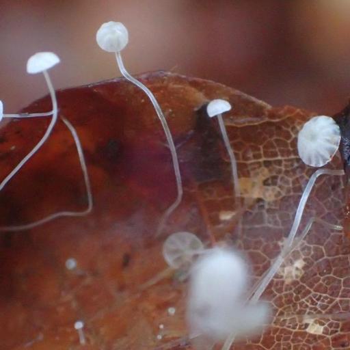 Beechleaf Bonnet (Mycena Capillaris) Mushroom Identification, Habitat ...