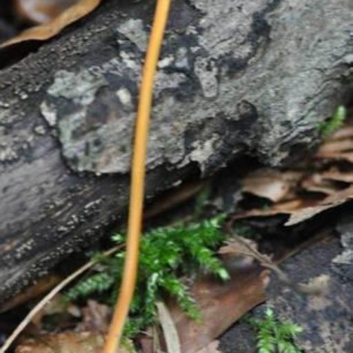 Saffrondrop Bonnet (Mycena Crocata) Mushroom Identification, Habitat & Uses