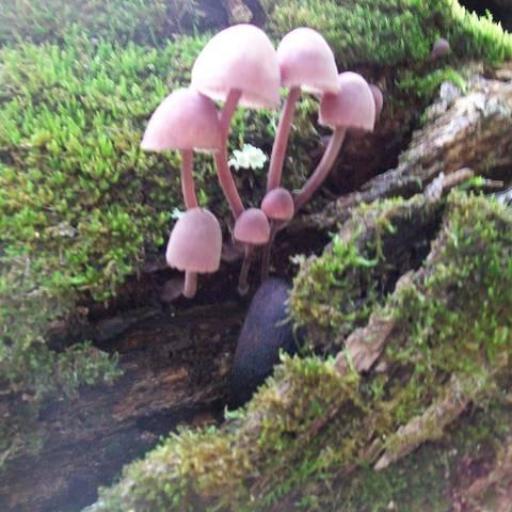 Bleeding Fairy Helmet (Mycena Haematopus) Mushroom Identification ...