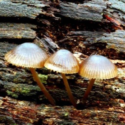 Nargan's Bonnet (Mycena Nargan) Mushroom Identification, Habitat & Uses